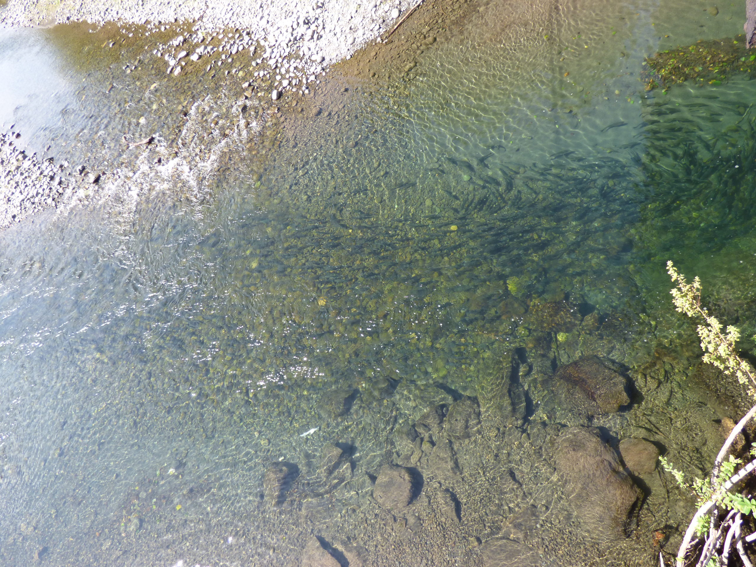 Keeping the Dungeness Flowing - Washington Water Trust