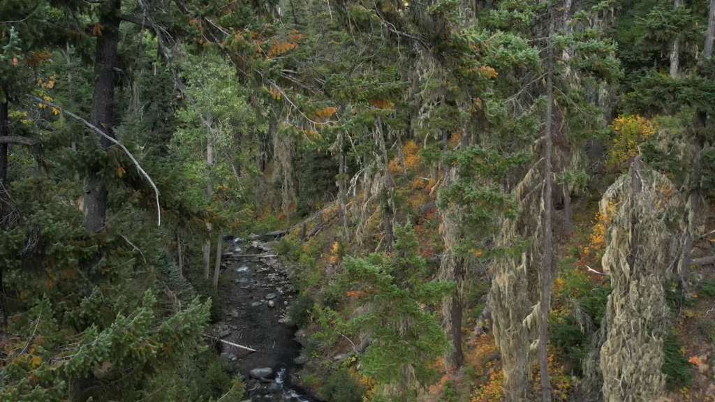 Teanaway: A Stream Flows Again - Washington Water Trust